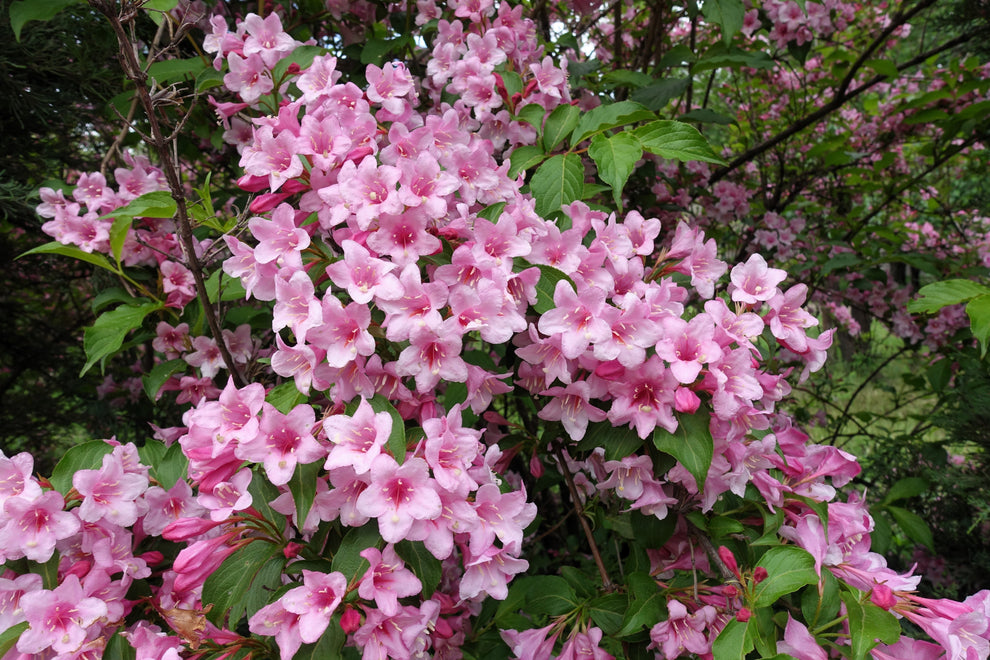 50 OLD FASHIONED WEIGELA Florida Bush Shrub Flower Seeds – The Plant Seed
