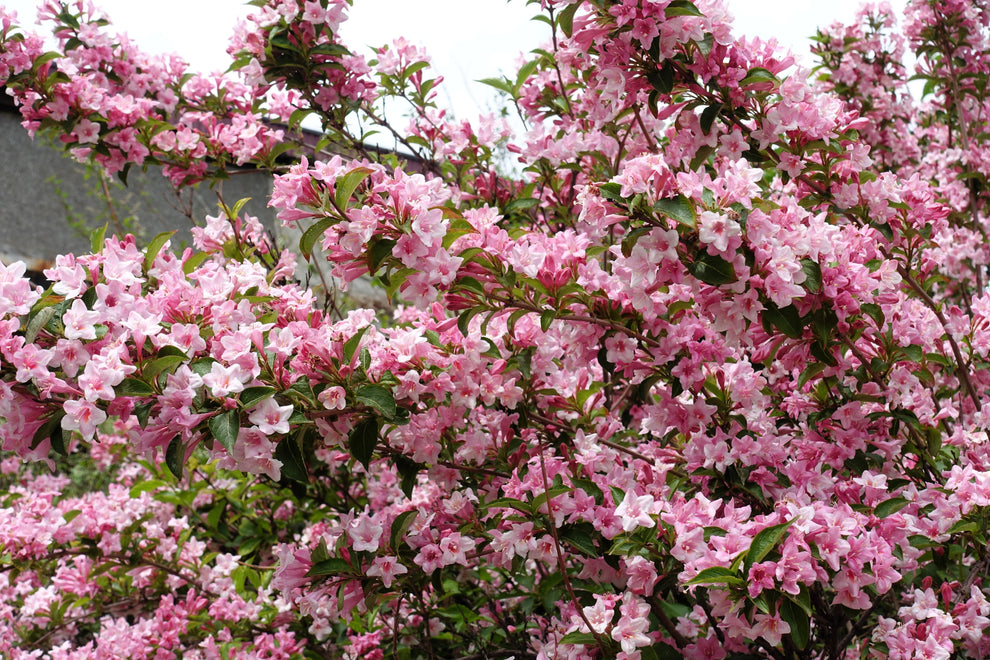 50 OLD FASHIONED WEIGELA Florida Bush Shrub Flower Seeds – The Plant Seed