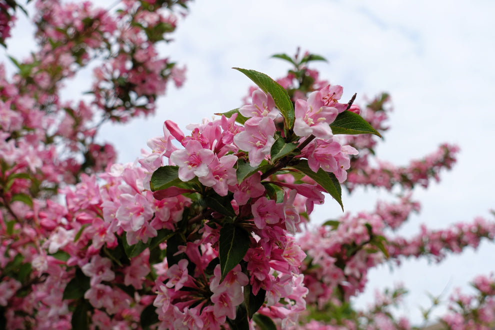 50 OLD FASHIONED WEIGELA Florida Bush Shrub Flower Seeds – The Plant Seed